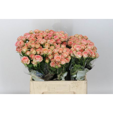 Wholesale Flowers & Florist Supplies UK